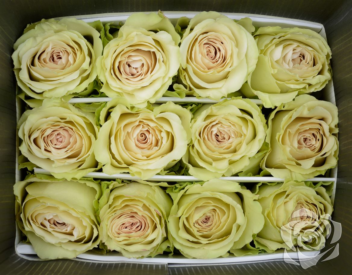 Vorrat Schnittblumen