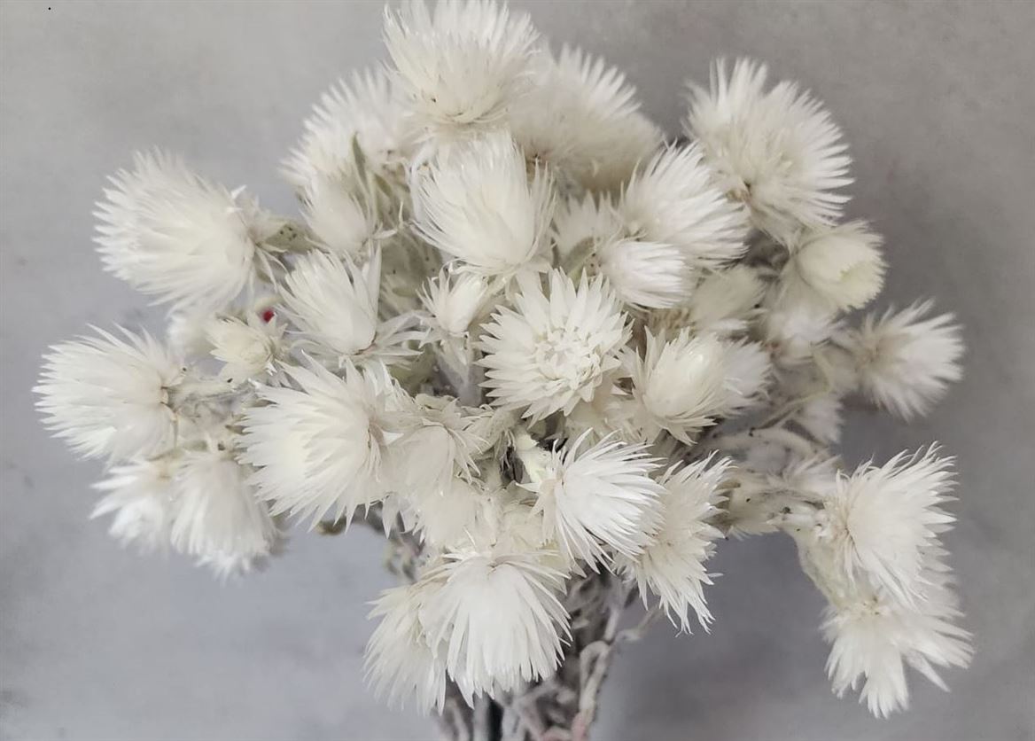 Vorrat Schnittblumen