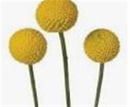 Vorrat Schnittblumen