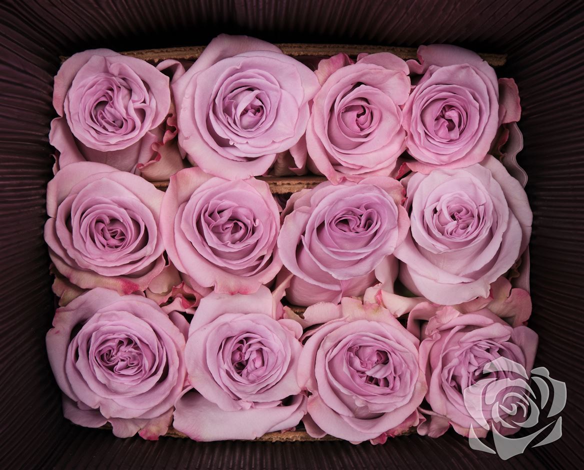 Vorrat Schnittblumen