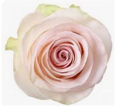 Vorrat Schnittblumen