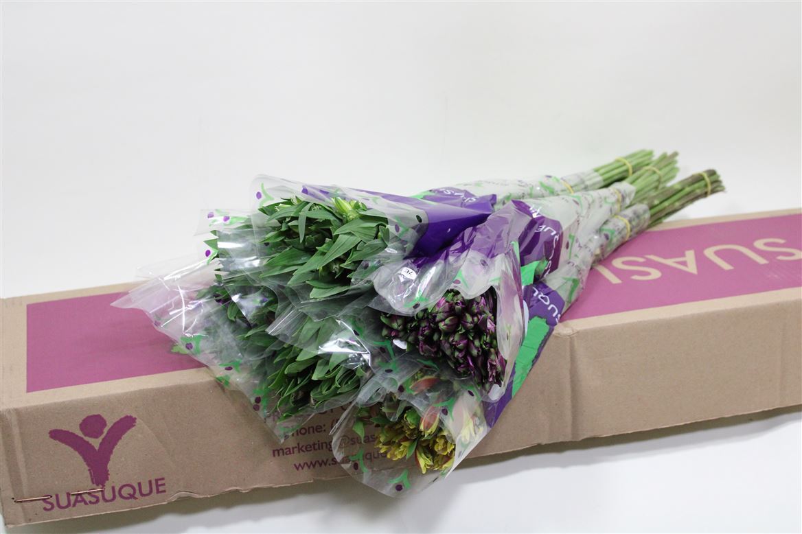 Vorrat Schnittblumen